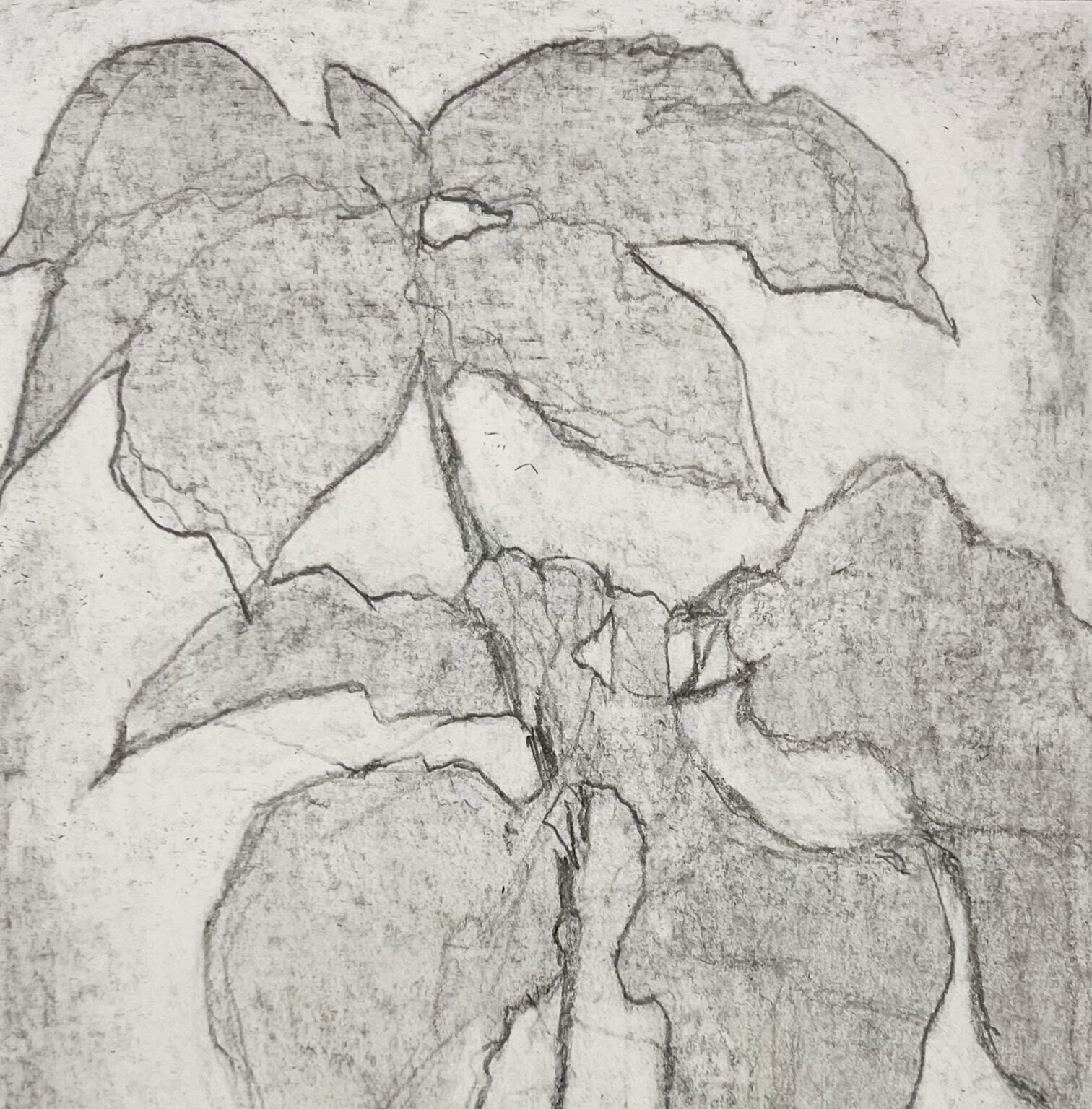 Advanced Beginner/Intermediate Drawing - Community Engagement